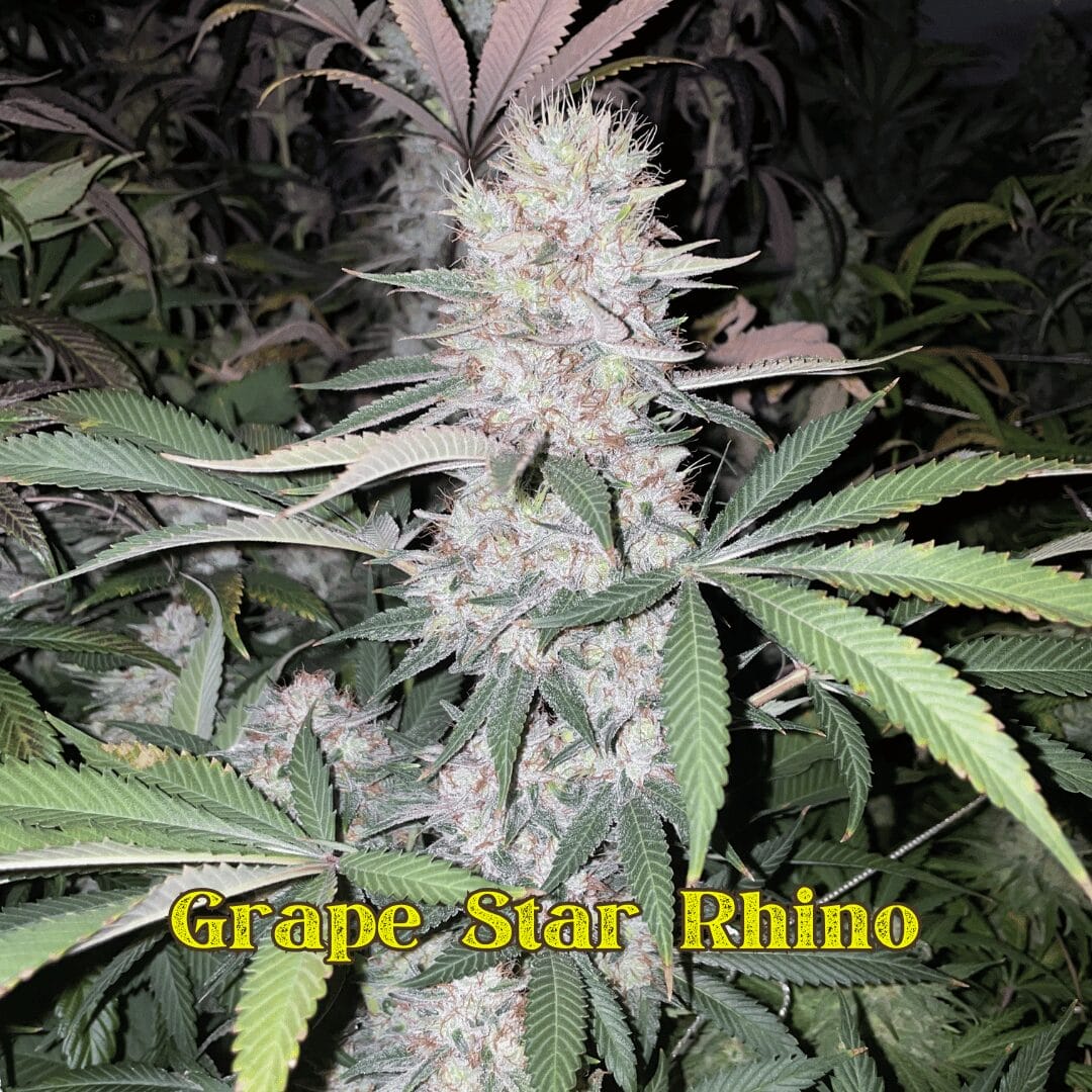 Grape Star Rhino - Immaculate Conception Seeds