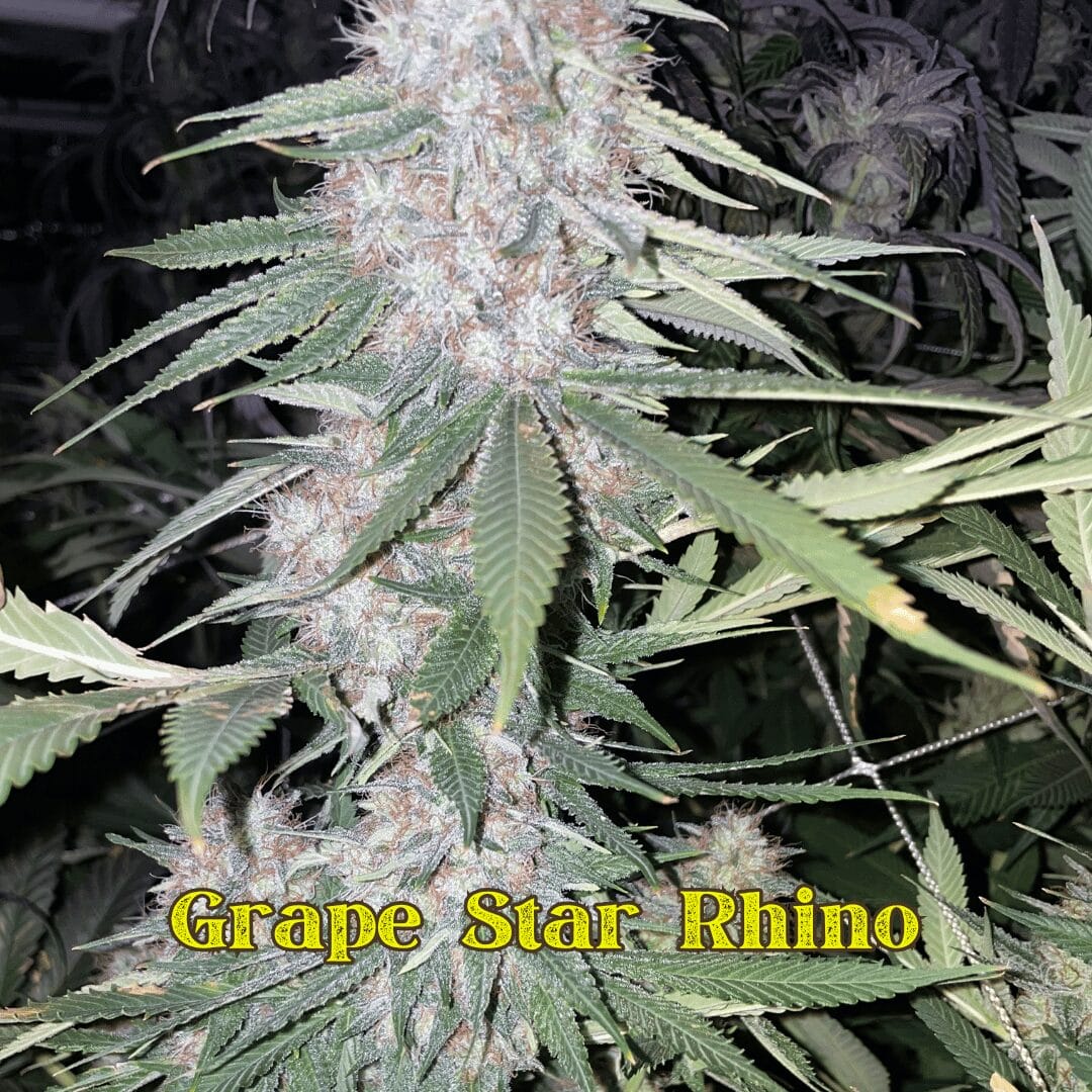 Grape Star Rhino - Immaculate Conception Seeds